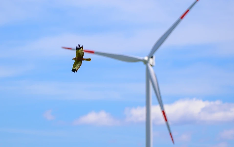 Swiss radar study offers new way to cut bird deaths at wind farms