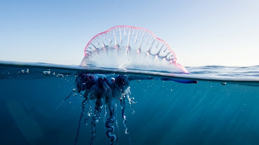Do not touch this floating nightmare