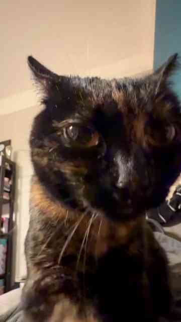Very intense biscuit making cat moment