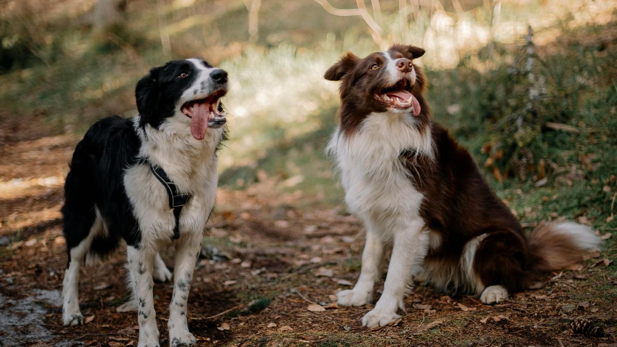 Every collie is a different kind of wonderful, and here is why