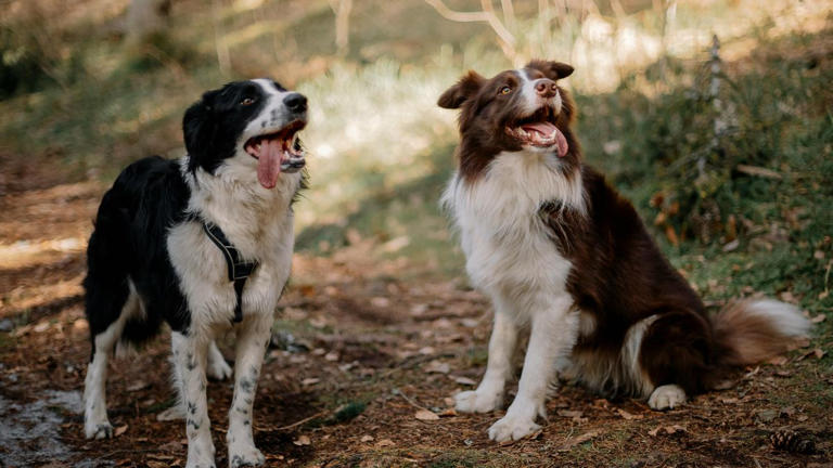 Every collie is a different kind of wonderful, and here is why