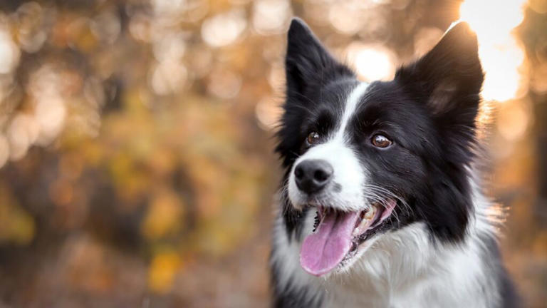 Every collie is a different kind of wonderful, and here is why
