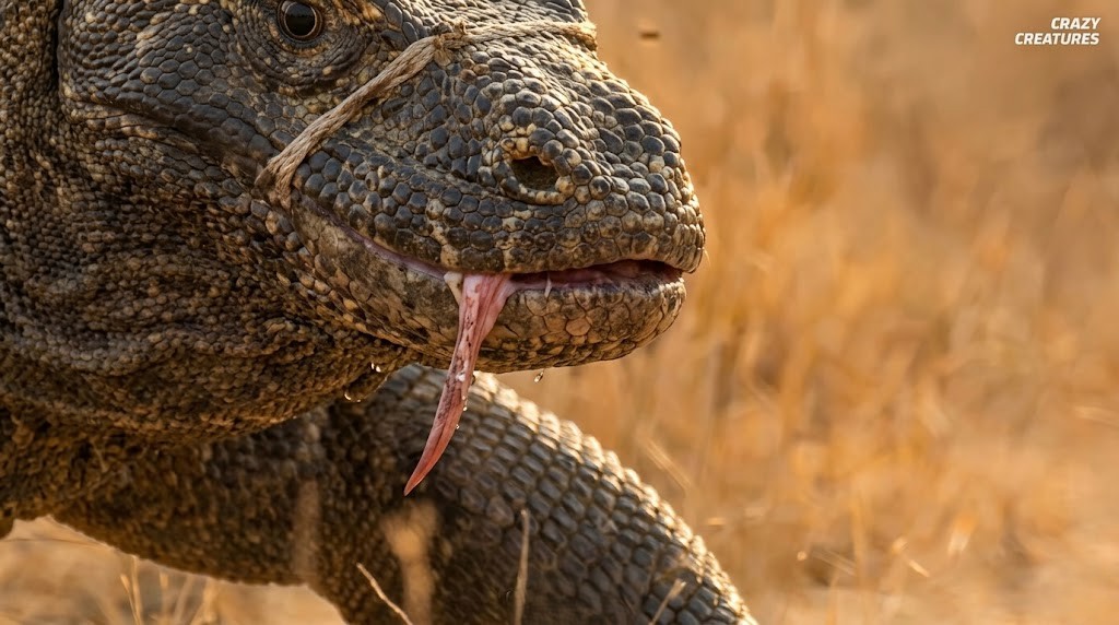 These animals can have babies without mating