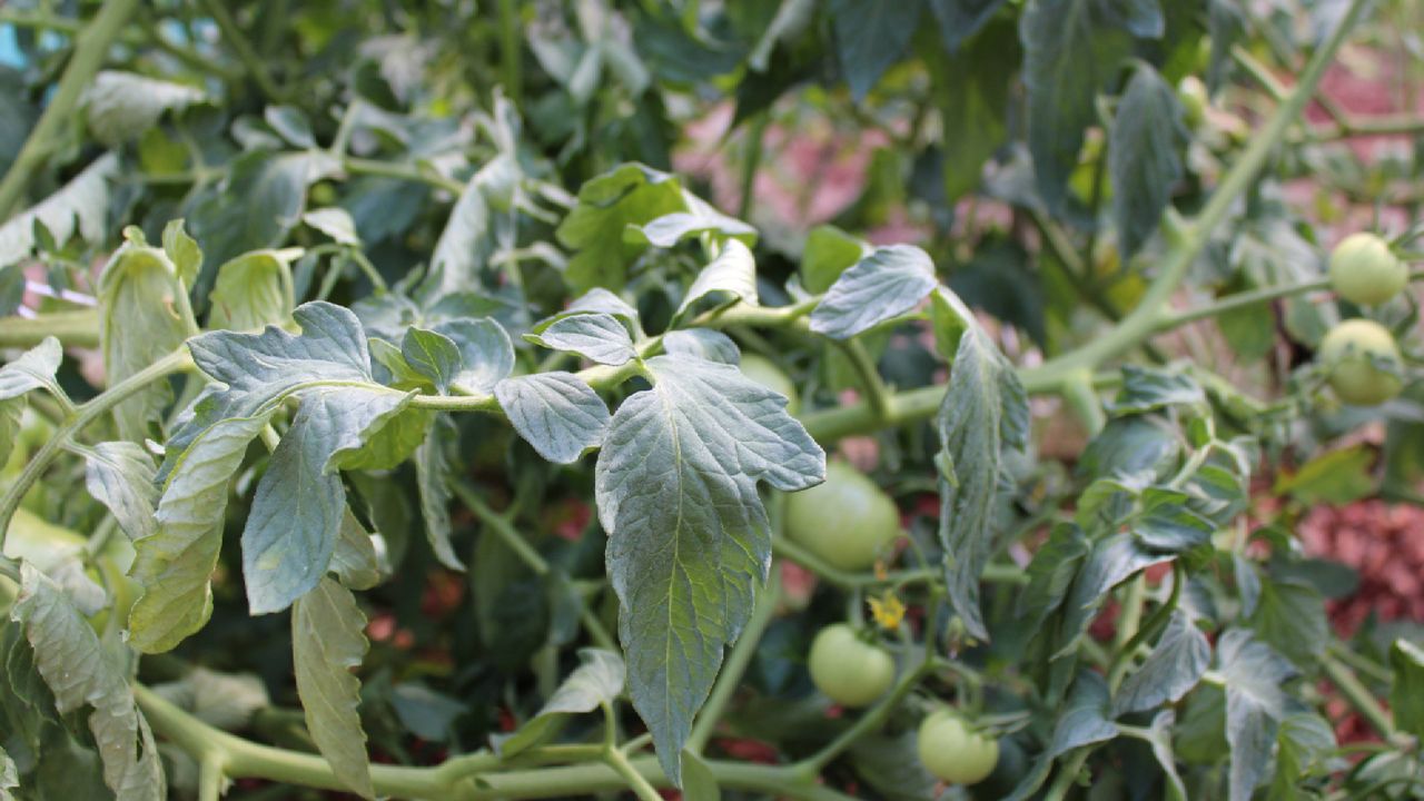 Why is my tomato plant wilting? 5 common causes and how to fix it