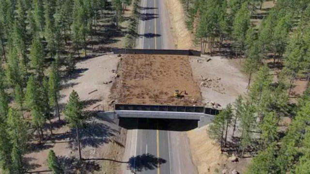 3 mule deer make California history after walking across state's first ...