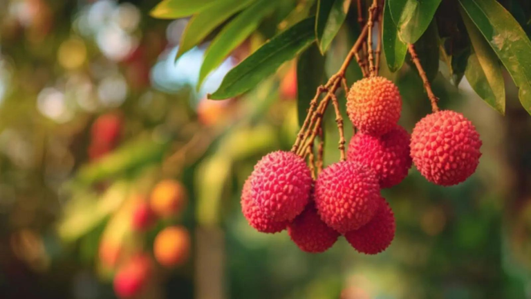 Boost for litchi exports! Assam’s GI-tagged Tezpur litchi reaches Dubai ...