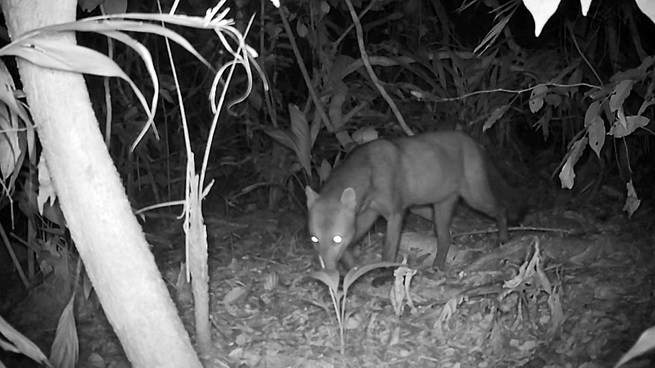 Phantom of the Amazon: Camera traps crack the mystery of the short ...