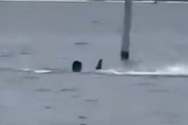 Man attacked by shark while swimming during lunch break at naval base