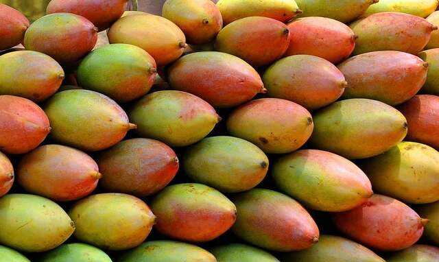 In a U-turn, Nepal says no ban on import of Indian mangoes