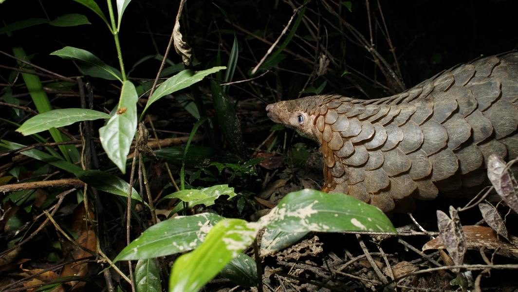 7 rare and elusive animals found only in the wild