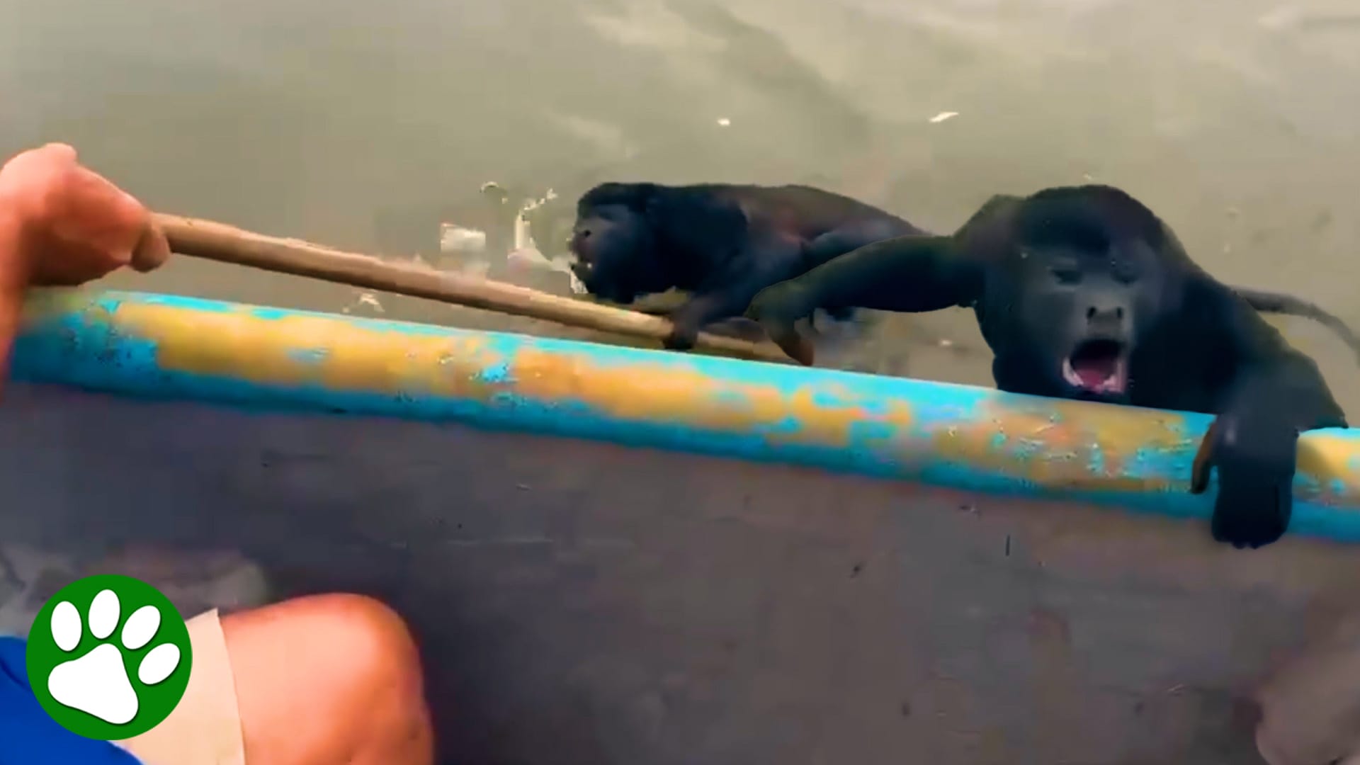 Exhausted monkey clings to fishermen’s oar after being found struggling ...