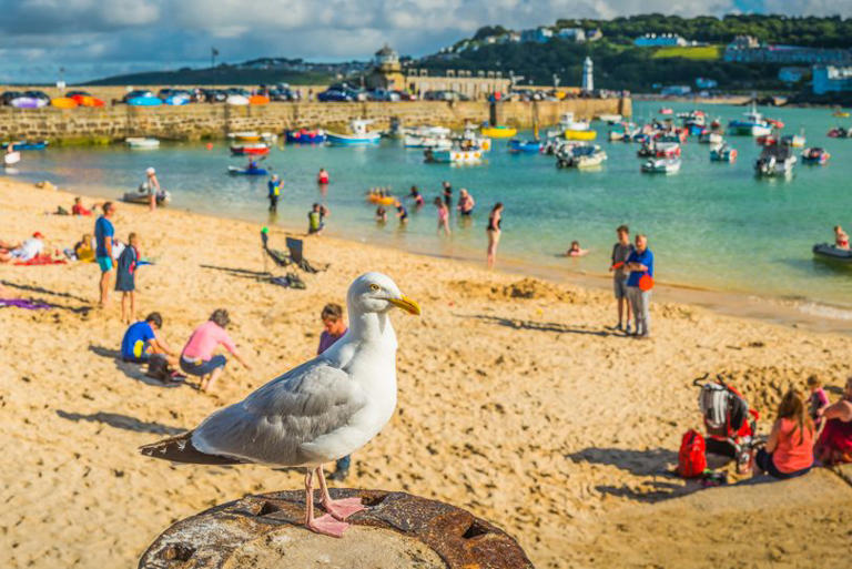 St Ives seagull 'attack' sparks police hunt for man who 'punched' bird