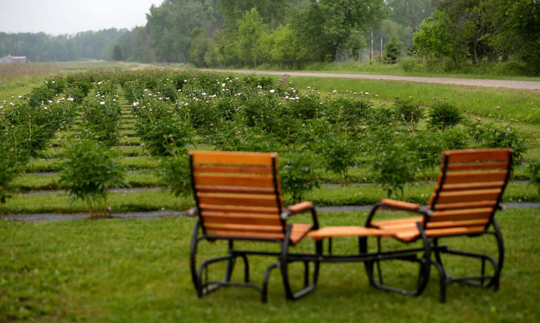 At Sobieski peony farm, you cut your own bouquets while they last
