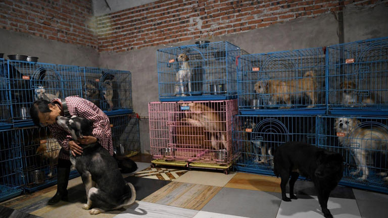 Historic first in Yulin as dog slaughterhouse closes permanently ahead ...