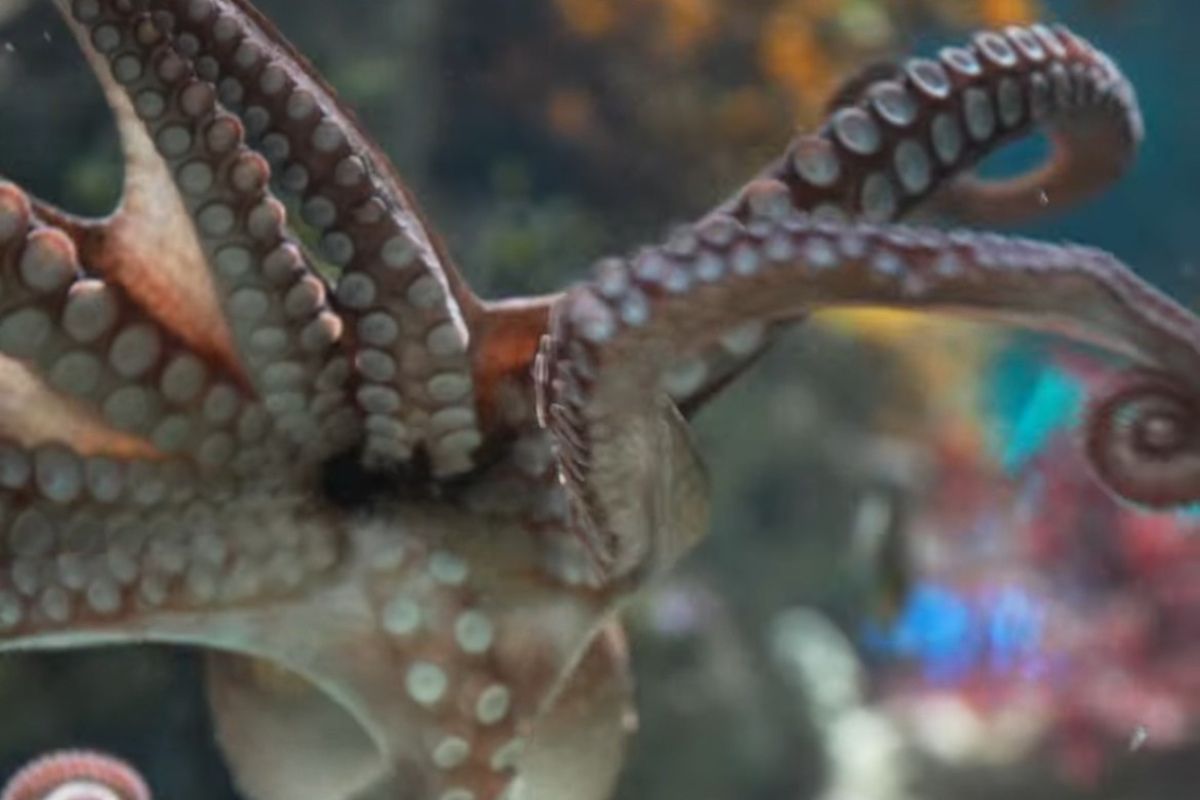 Two Oceans Aquarium octopus picks Mexico vs Bafana Bafana winner – watch