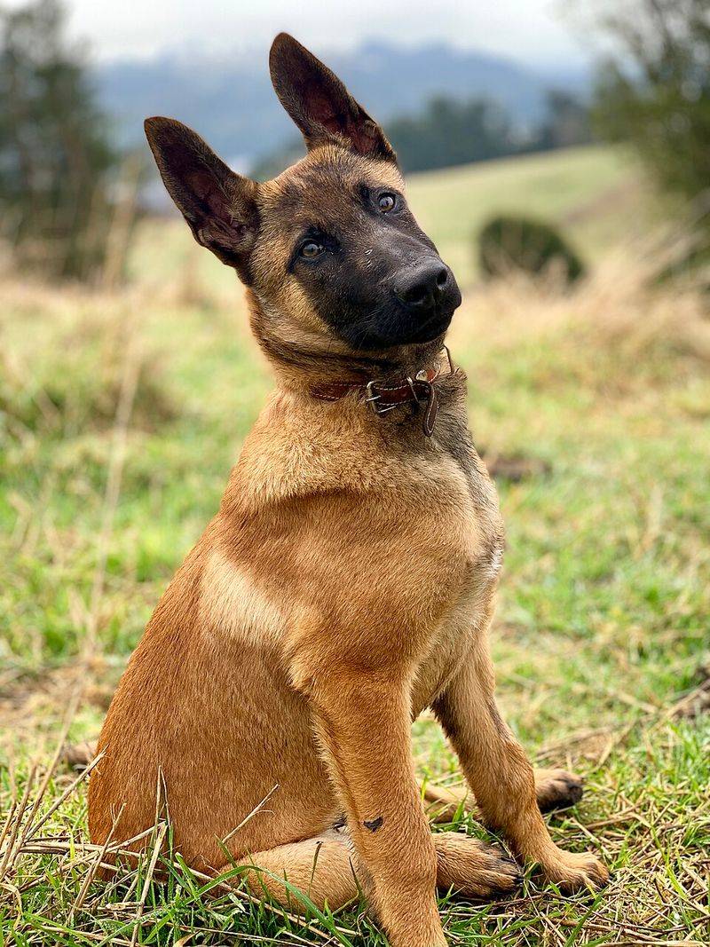 11 dog breeds that struggle badly in normal household environments