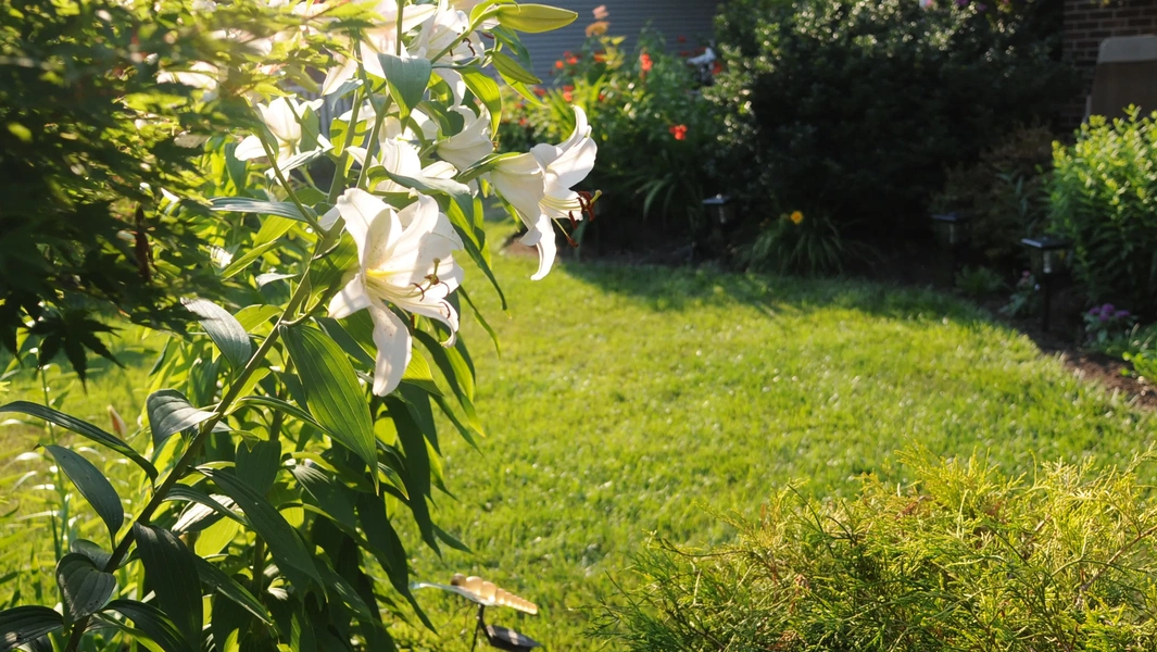 13 striking tall perennial flowers