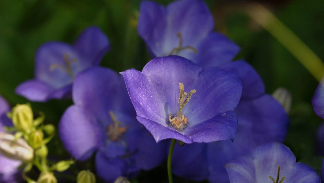 13 striking tall perennial flowers