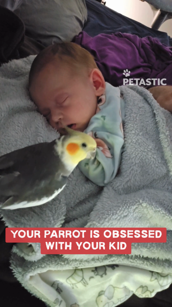 Charming parrot shows affection for sleeping baby