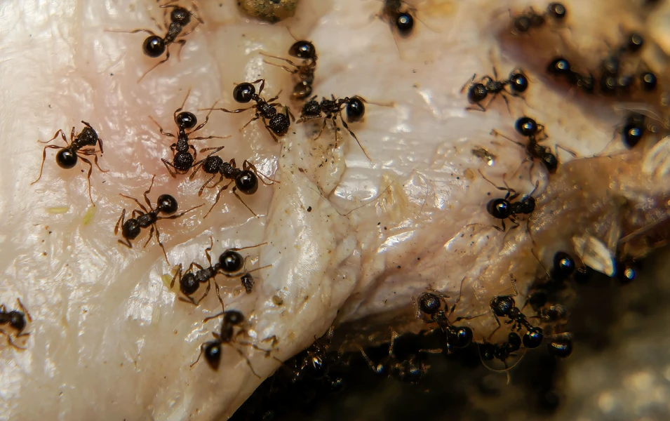Ant-proof your home with smart, simple habits