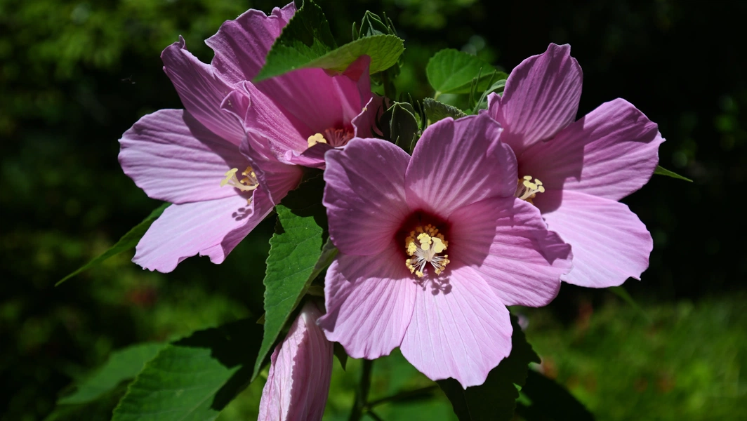 13 striking tall perennial flowers