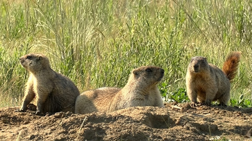 This chubby mountain rodent is tougher than it looks