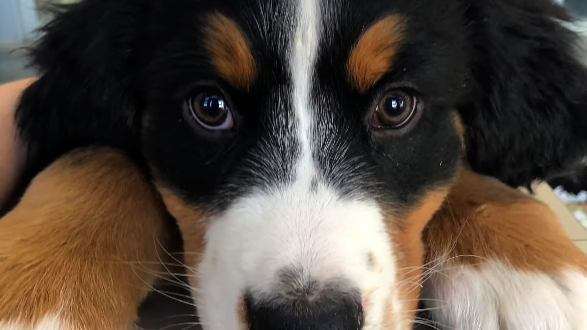 A day with good coffee, puppies, and sushi — honestly the perfect day ...