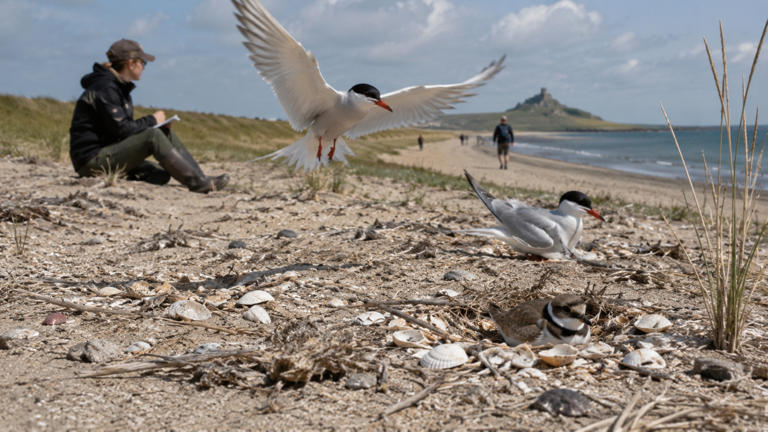 How volunteers are helping rare shorebirds survive on one of Britain's ...