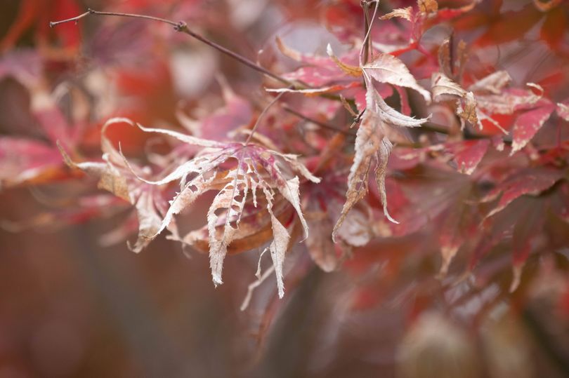 Gardeners urged to do 3 key tasks to stop Japanese maple leaf scorch ...
