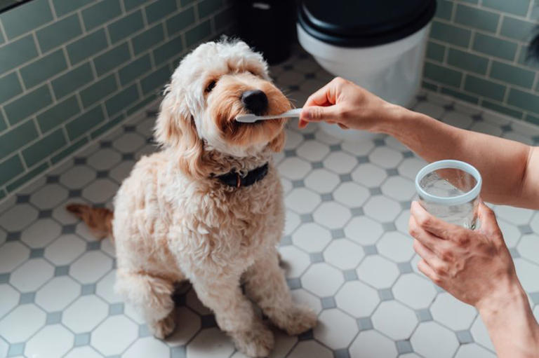 Vet warns dog owners against 'silent killer' disease and how to keep ...