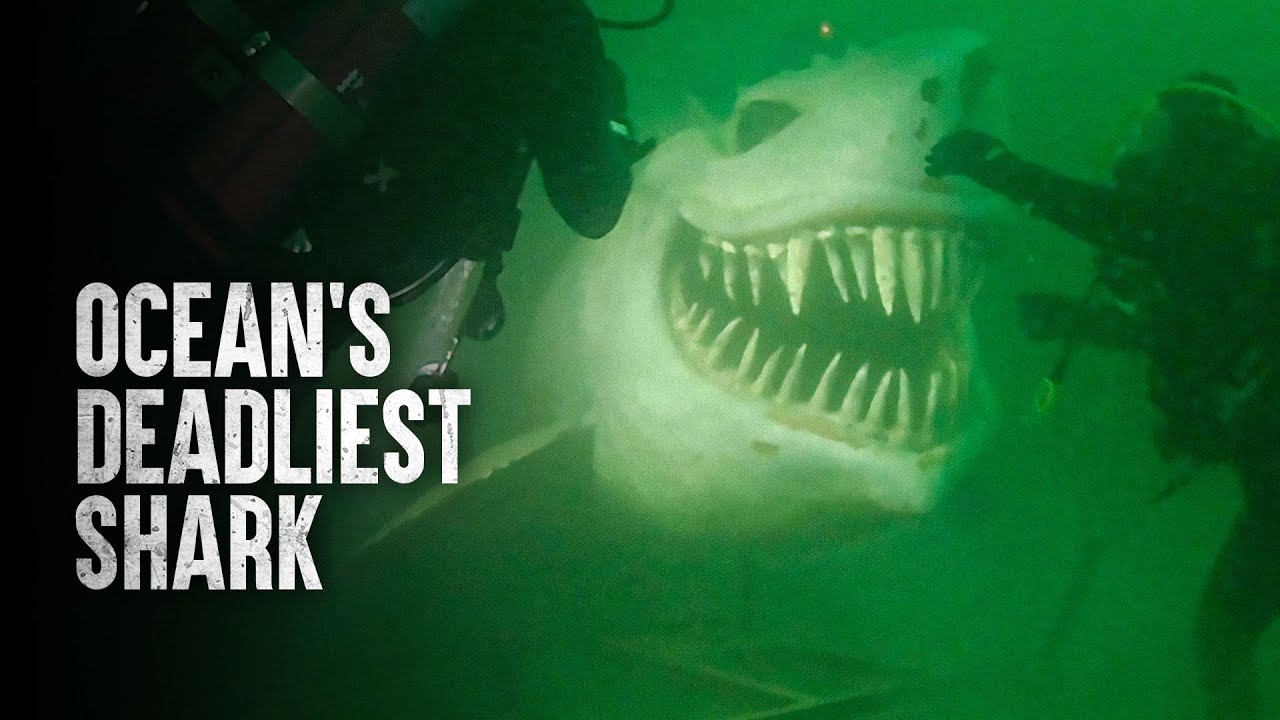 Master the powerful scientific advice to survive a deadly shark
