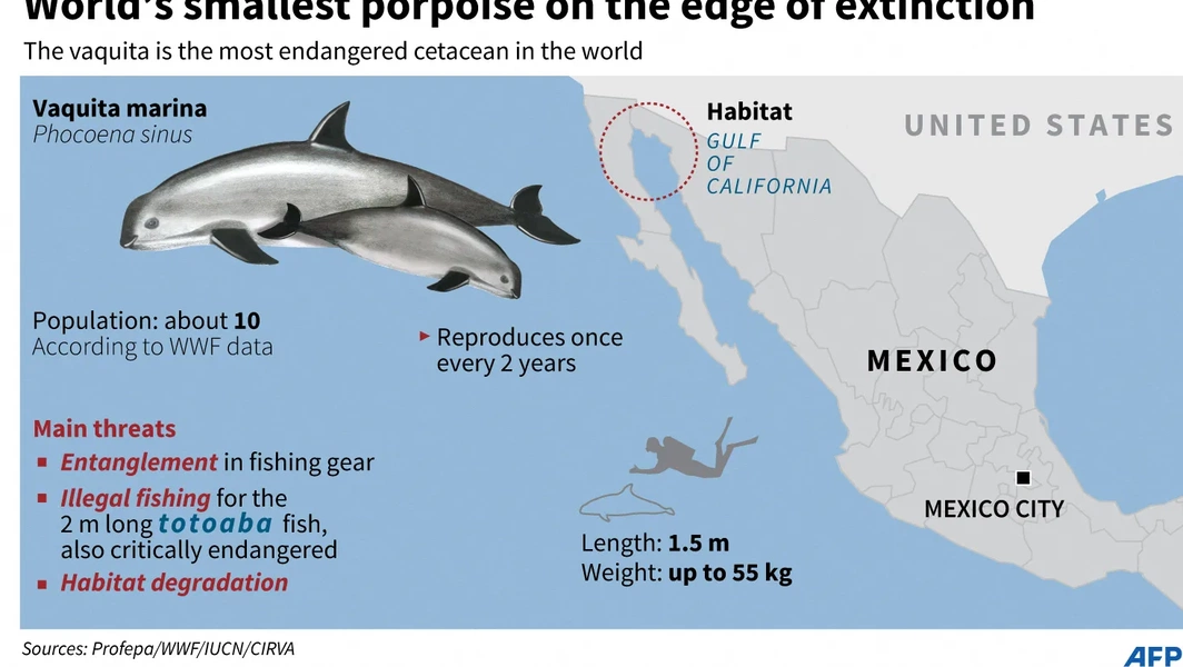 7 rare and elusive animals found only in the wild