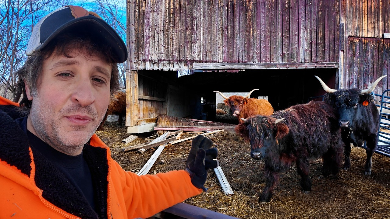 Watch an angry breeding bull completely destroy the wooden barn