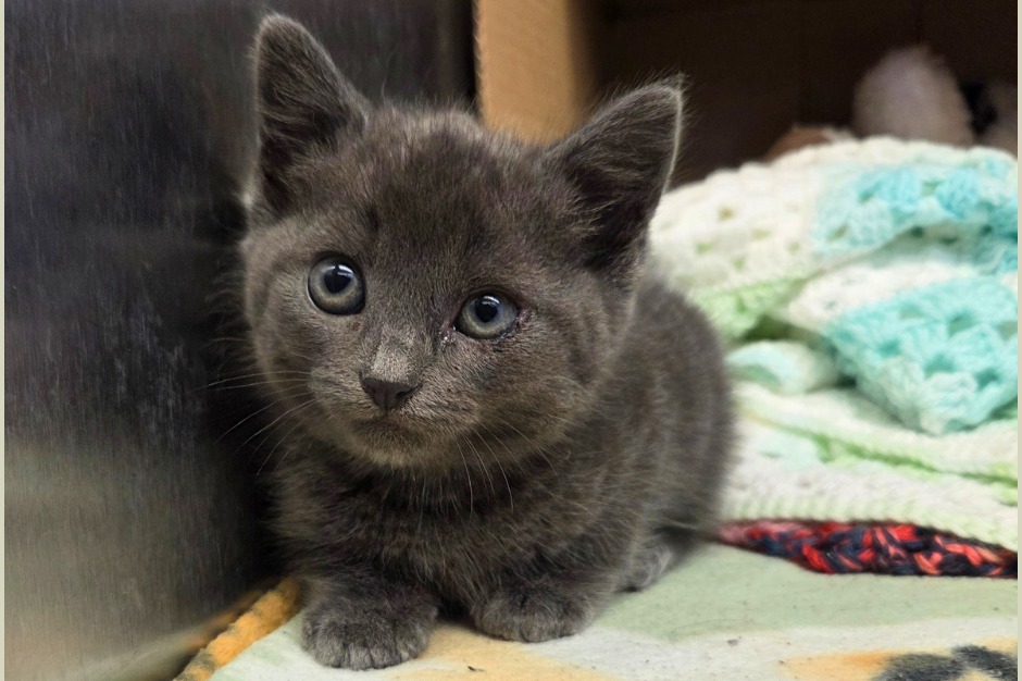 Tiny kitten rescued after being found injured on building site