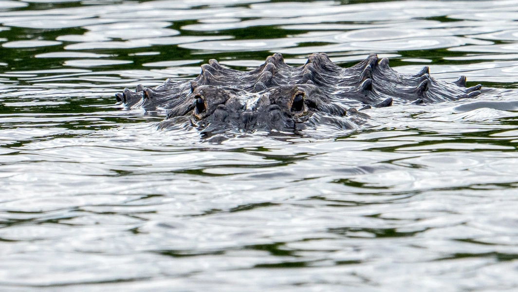 7 Florida locations with remarkable alligator populations