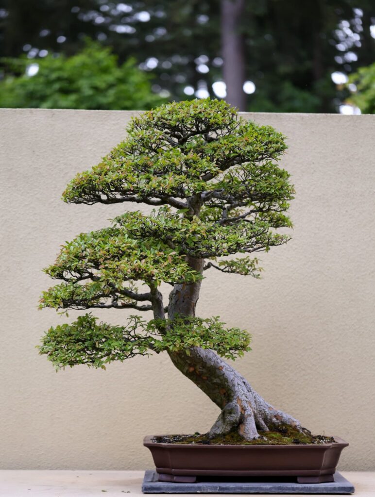 A global approach to bonsai