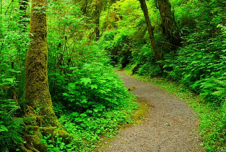10 must-know facts about Munson Creek Falls before you visit