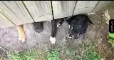 Kto rządzi w domu? Memy o psach i kotach to czyste złoto! Zobacz ...