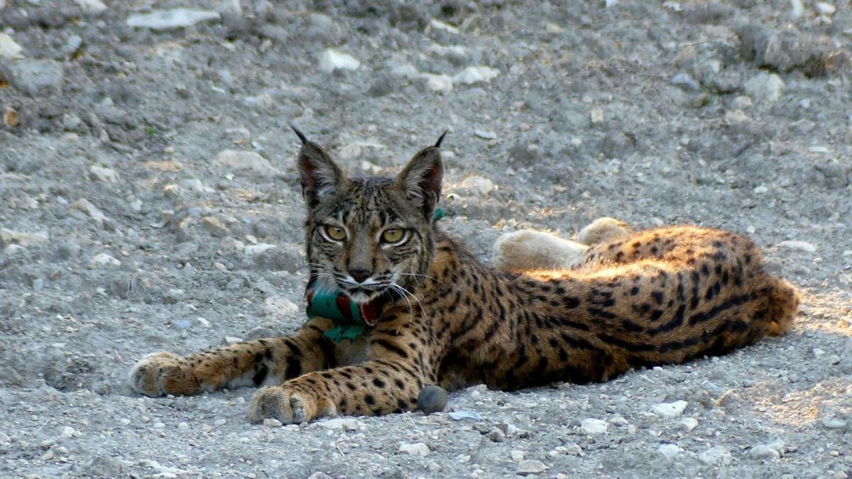 El lince ibérico alcanza cifras récord, pero siguen amenazados por los ...