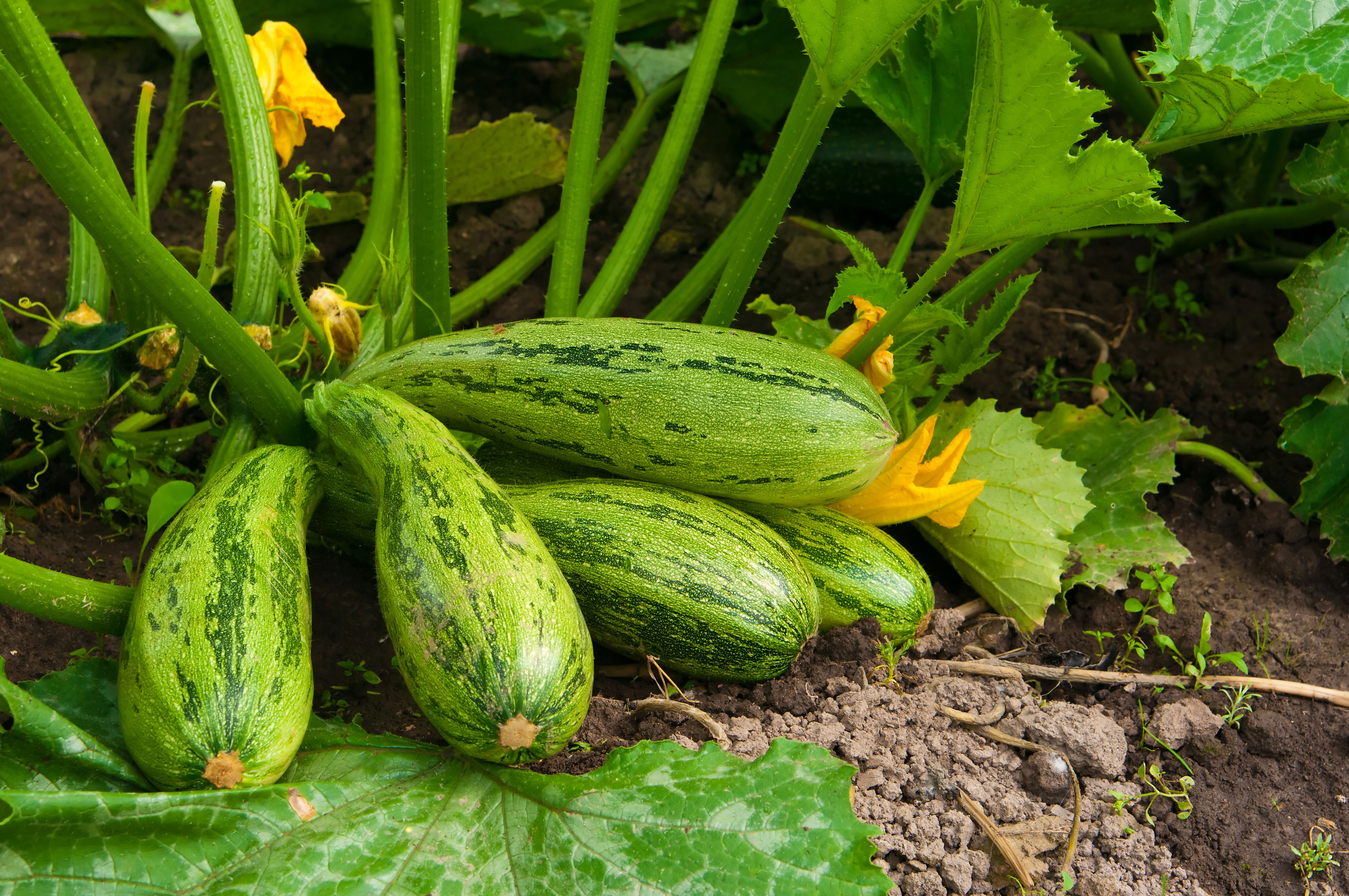Vous ne savez plus quoi faire de vos courgettes ? Les astuces pour les ...