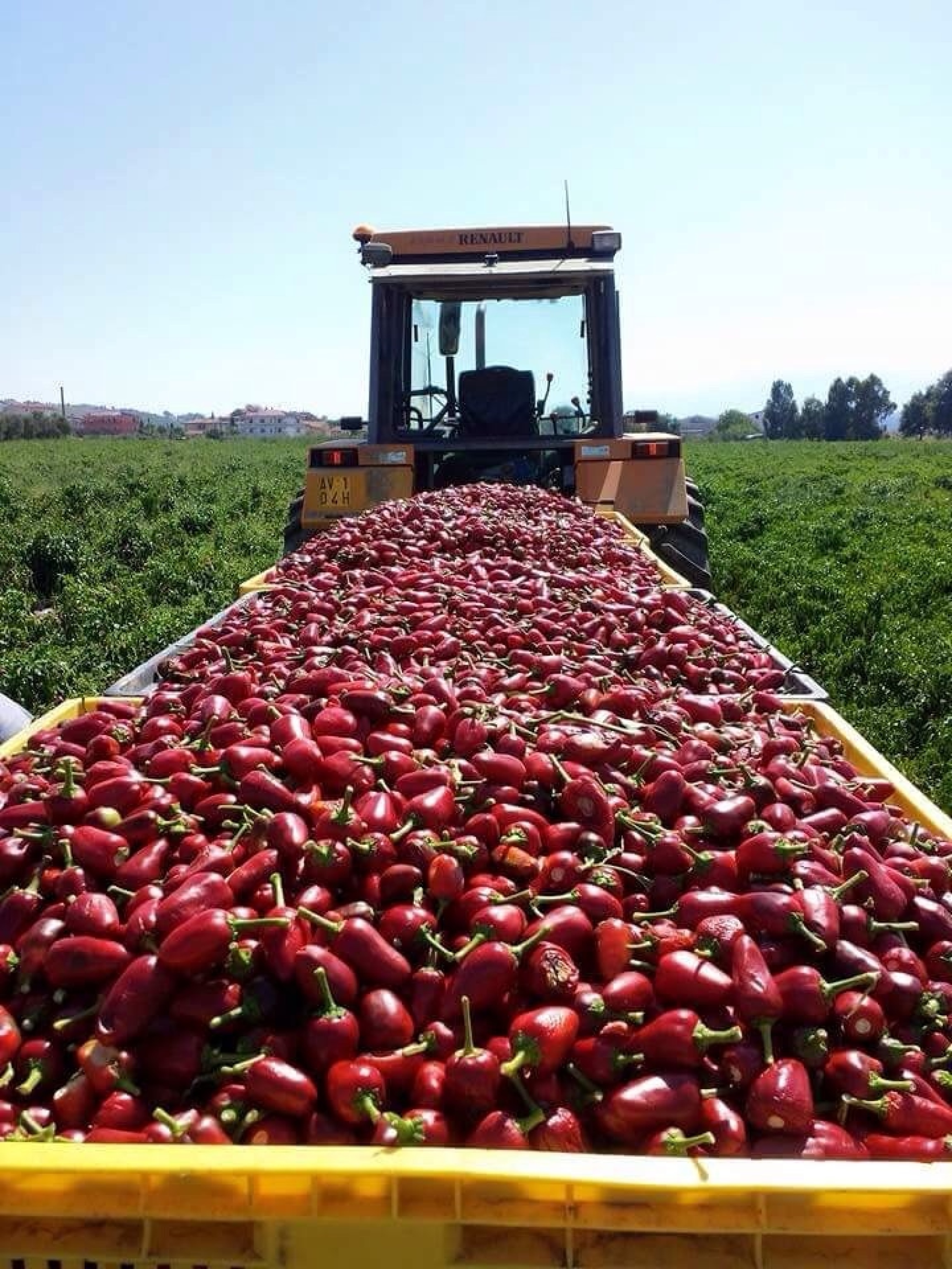 Il peperoncino di Calabria e la zampina di Sammichele di Bari diventano Igp