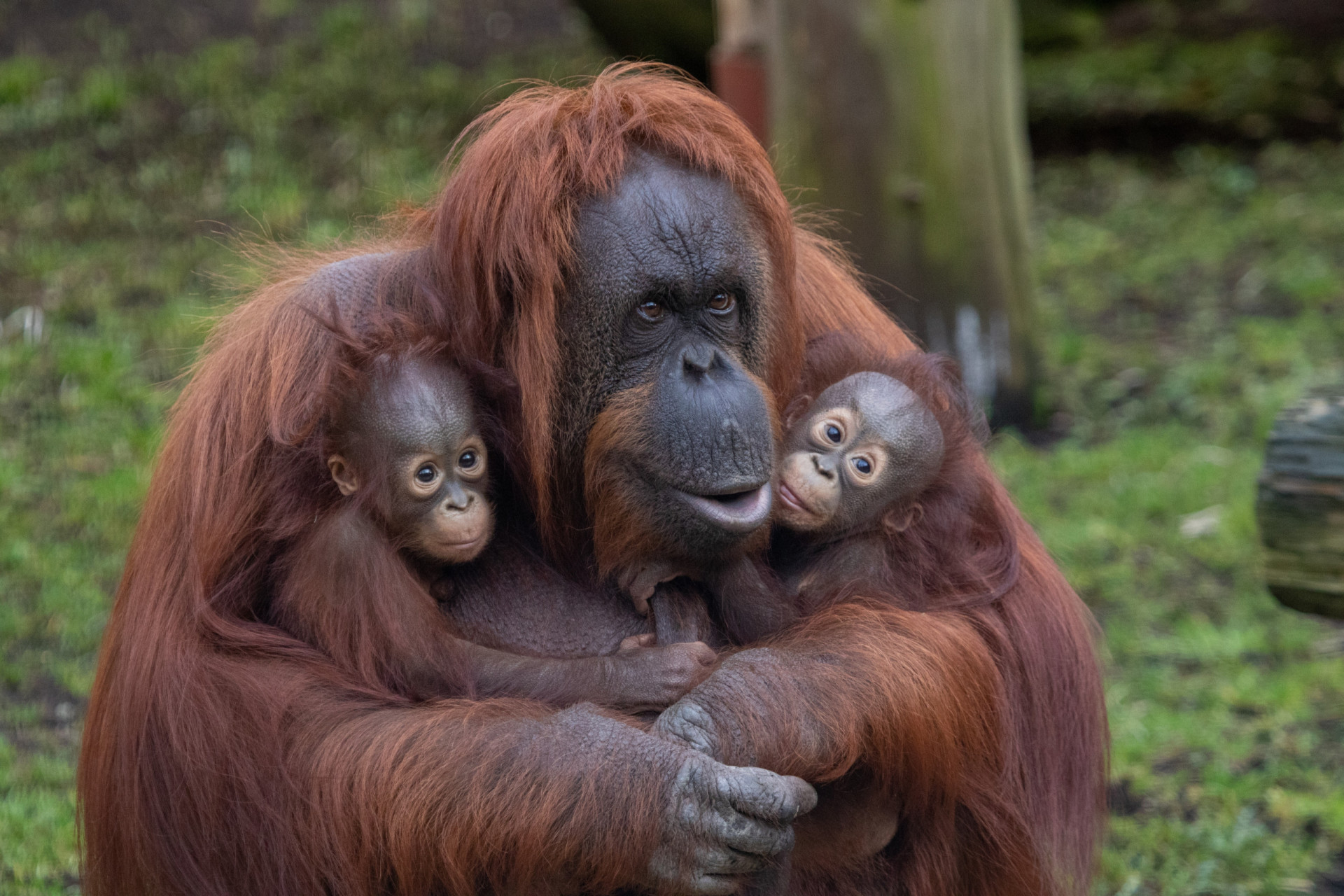 The most protective parents in the animal kingdom