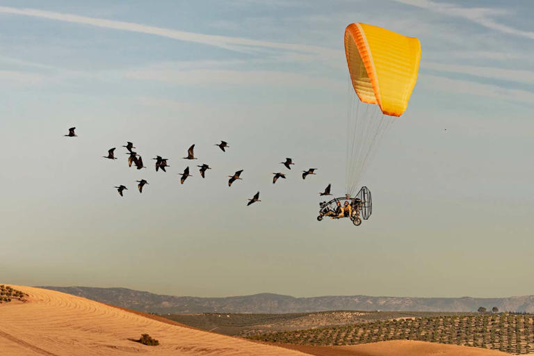 Dramatic photo of ibis being guided to their winter homes wins award