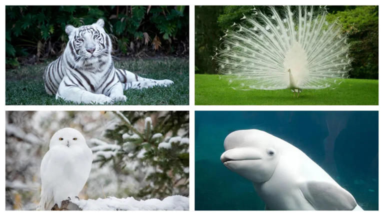 5 rare breathtakingly white animals nature tried to hide from us
