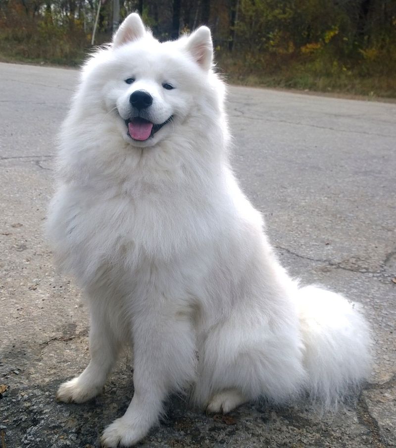 13 fluffy dog breeds that create nonstop fur around the home