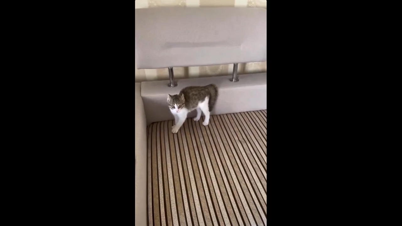 Charismatic cat Frosya's hilarious attempt to intimidate owner