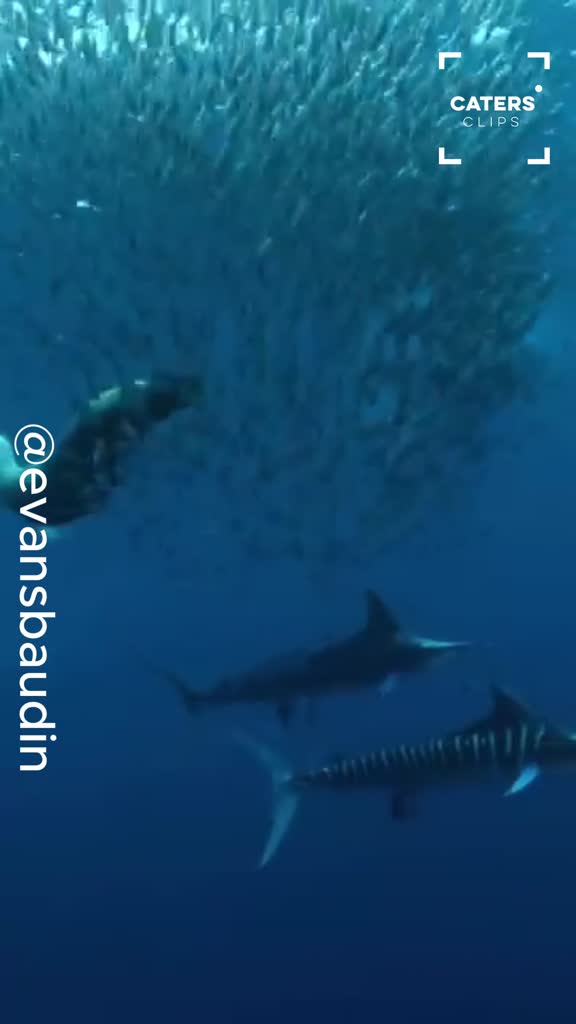 Rare glimpse into one of the world's largest marine gatherings
