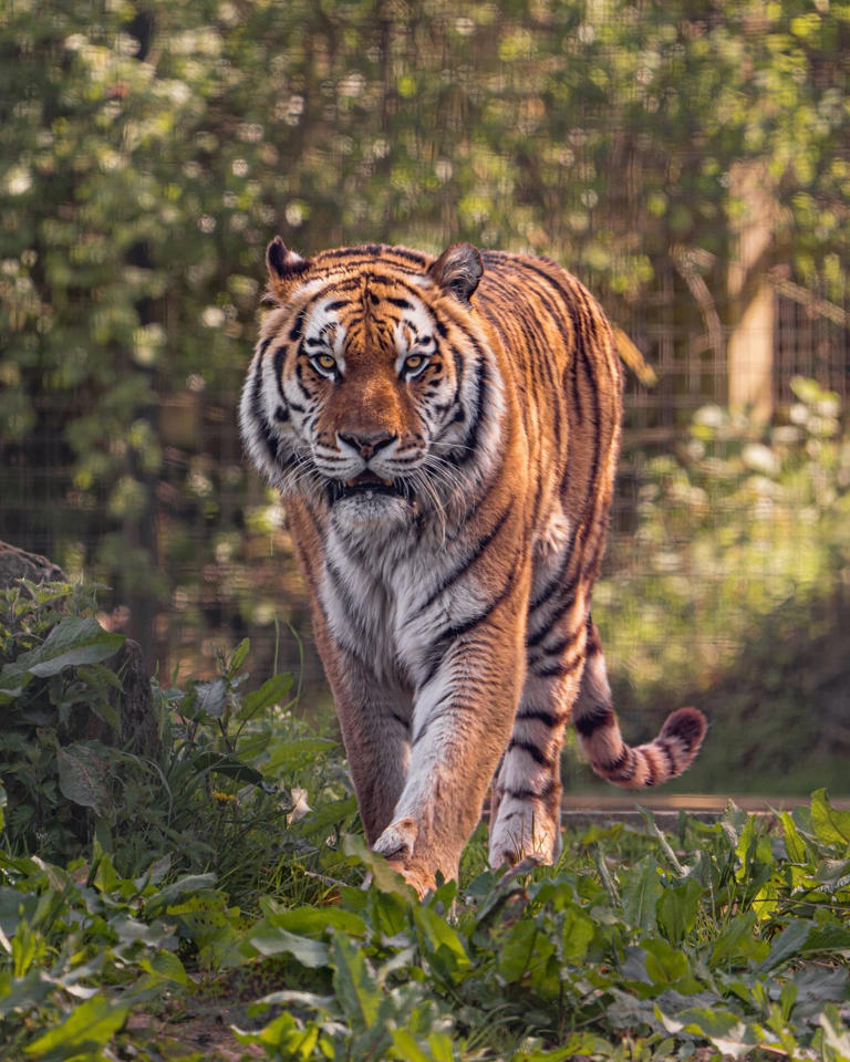 "He will be greatly missed" Endangered Amur tiger dies aged 12 at ...