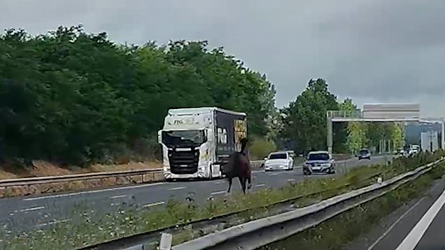 Runaway horse spotted galloping into oncoming traffic on busy motorway
