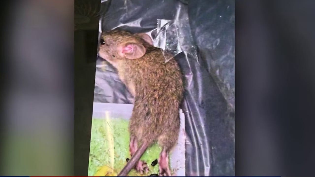 IRS agrees to remote work amid Chamblee rat infestation concerns